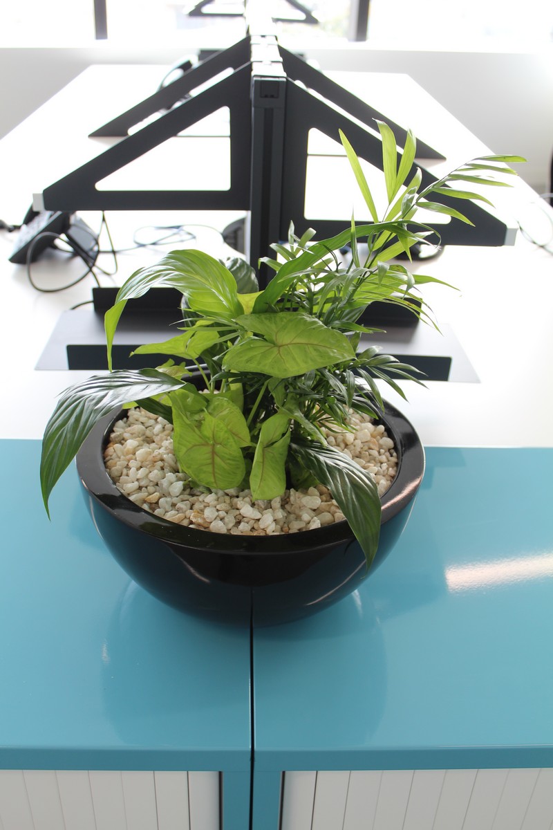 Gallery 12 - Plants at Work