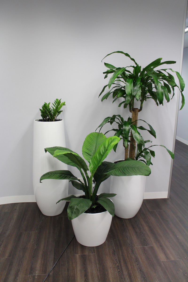 Gallery 11 - Plants at Work