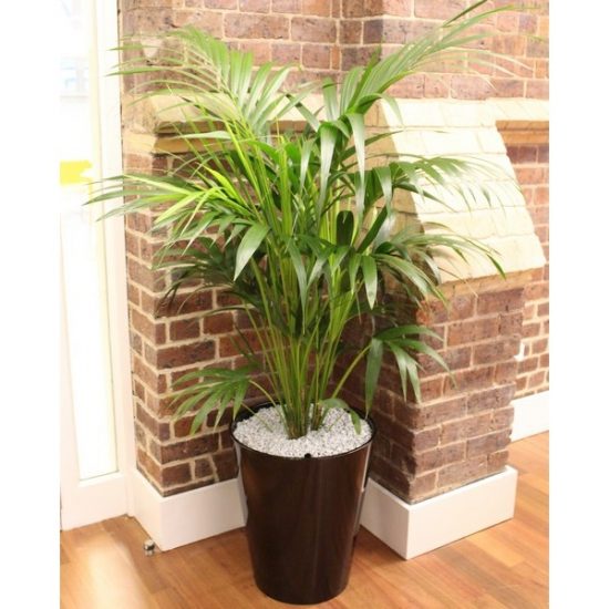 Cone - Plants at Work