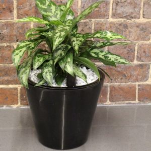 Desktop Cone - Plants at Work