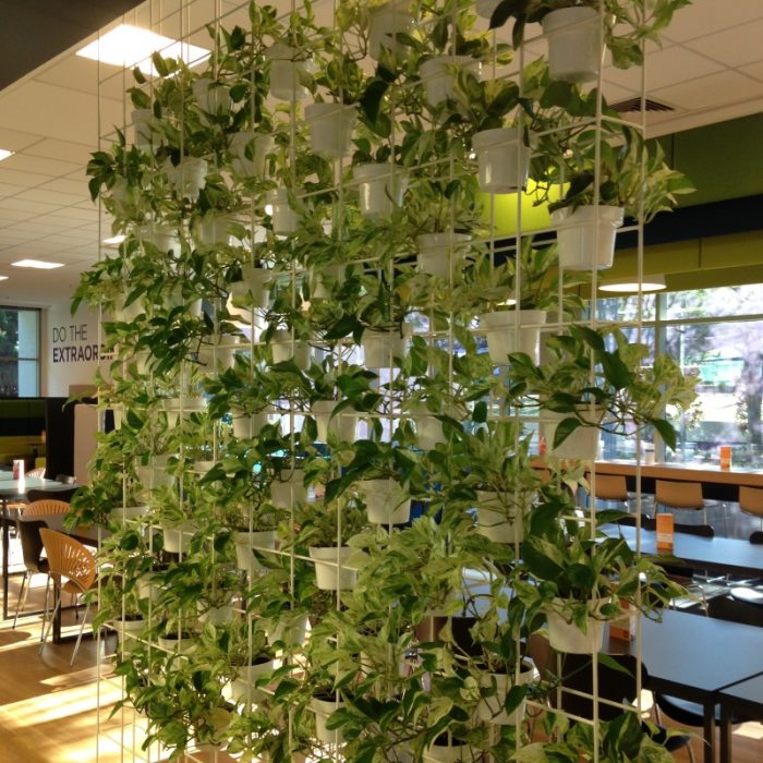 Natural Green Walls - Modern Office Plants