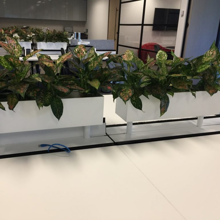 Natural Green Indoor Plant Dividers